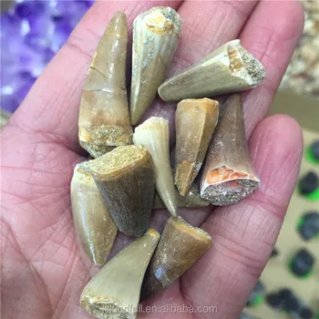 Wholesale Natural Black Dragon Teeth Fossils Crystal Teeth Stone For ...