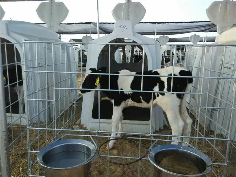 Multifunctional Draught Free Calf Shelters For Dairy Farm - Buy Draught ...