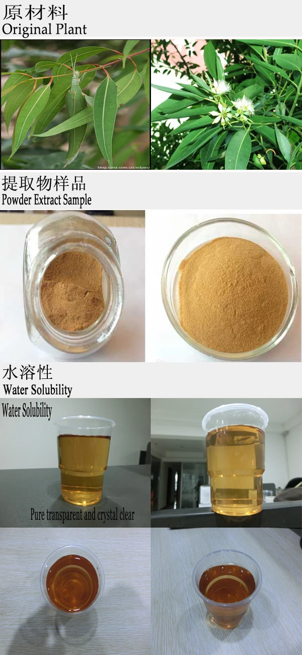 Poudre De Feuilles D Eucalyptus Eucalyptus Leaf Extract Powder Cineole ...
