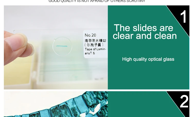 Fixed 25 Pieces Of Algae Learning Science Botany Microscope Prepared ...