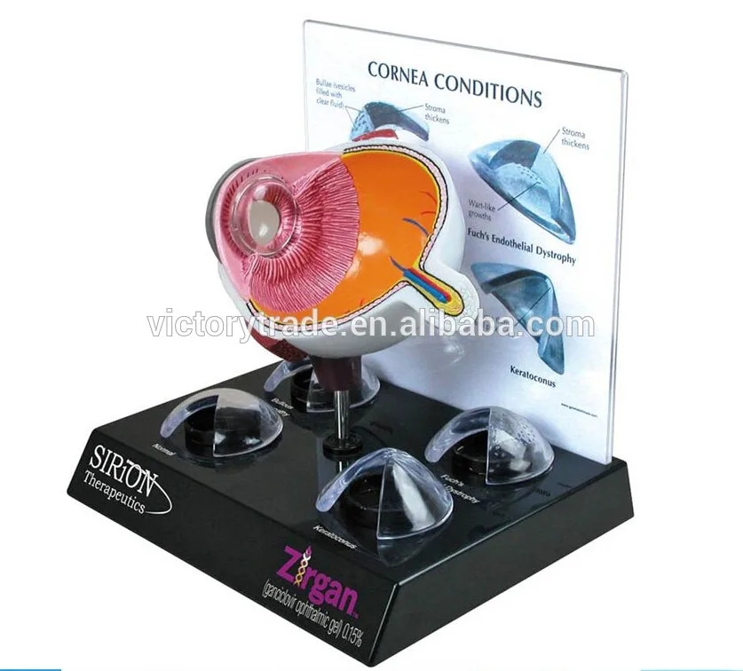 V-am029 Plastic Human 3d Cataracts Anatomical Eye Model With 5 ...