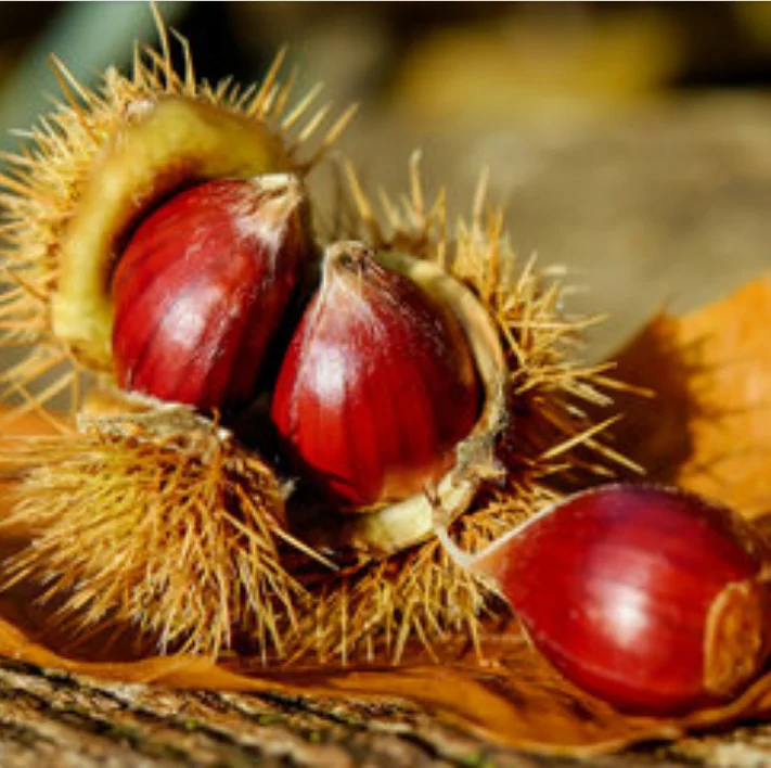 Chinese Chestnut For Sale - Buy Chestnut,Chinese Chestnut,Chinese ...