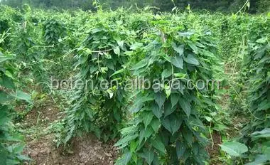 Tuber Fleeceflower Root Powder with Fo Ti/heshouwu - Boten