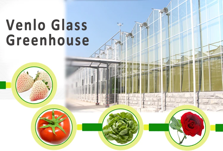 Multi-span Dutch Venlo Glass Greenhouse Tomato Greenhouse And ...