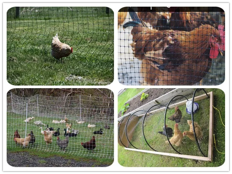 Thailand Market Plastic Chicken Net Plastic Poultry Net /bop Netting ...
