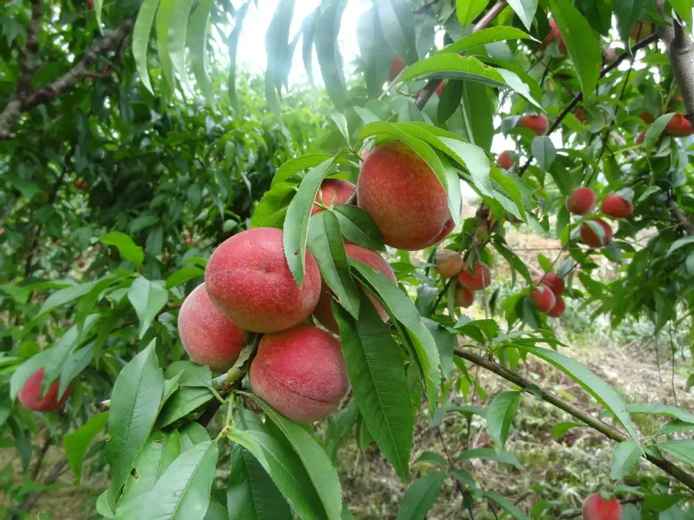 Fruit Tree Seeds Big Sweet Peach Seeds For Planting - Buy Peach Seeds ...