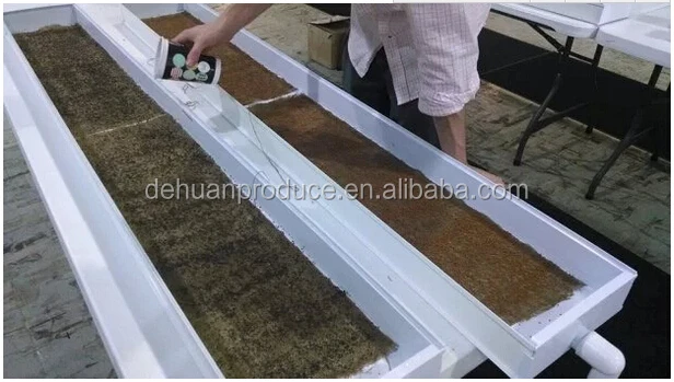 Growing Microgreen In Nft Hydroponic System - Buy Growing Microgreen ...