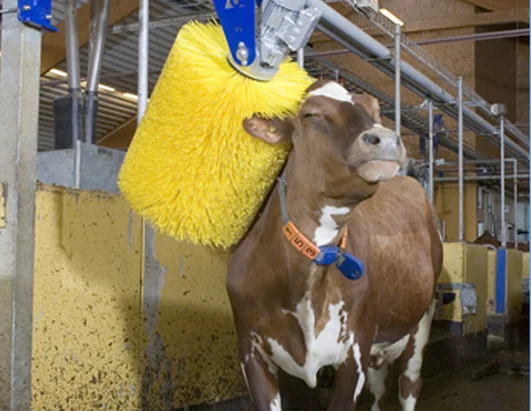 Dairy Cattle Brush Cleaning (type-f) - Buy Cattle Brush,Cattle Machine ...