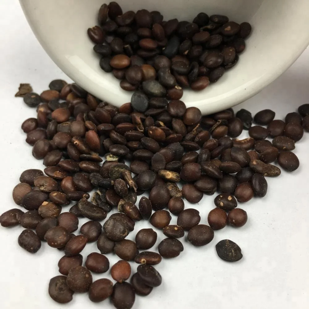 Cercis Chinensis Ornamental Plants Beautiful Flower Chinese Redbud ...