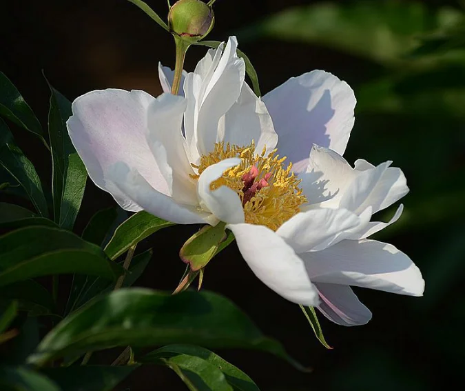 Chinese Natural Herb Supplement Paeonia Albiflora Root Extract/paeonia ...