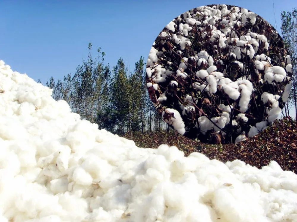 New Type Small Portable Cotton Picking Machine Cotton Picker for Sale ...