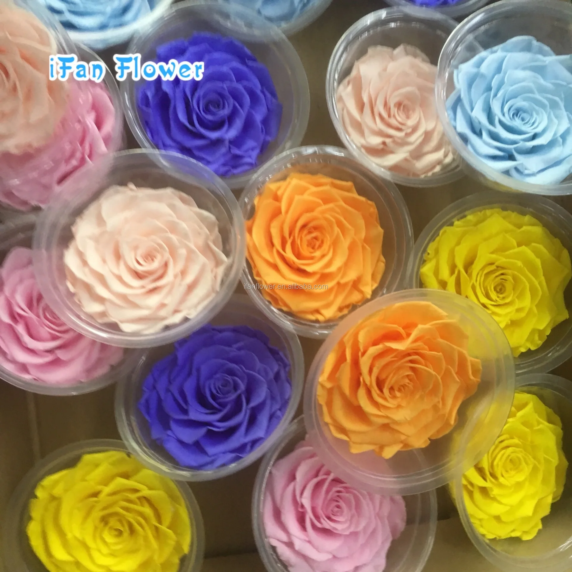 Fresh Pink Rose Flower Preserved Roses 20 Colors Available Cut Flowers ...