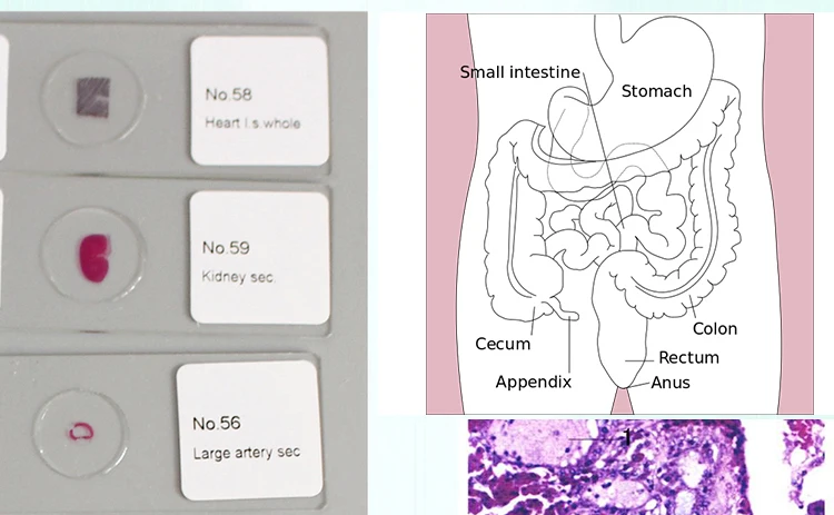 Human Histology Slides Set For Medical Education - Glass Microscope ...