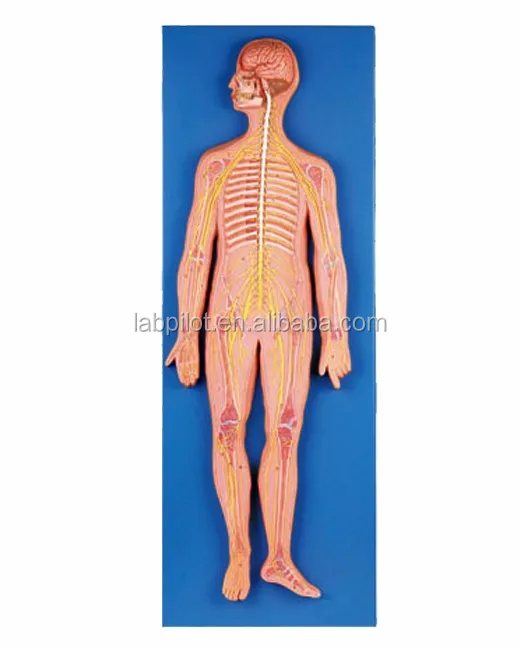 Anatomical Model of the Autonomic Nervous System - LP/A18110