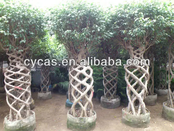Ficus Benjamina,Bottle Shape - Buy Benjamina Bottle Shape,Ficus ...
