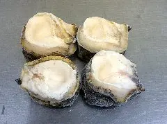 Chilean Locos Frozen - Buy Locos Product on Alibaba.com