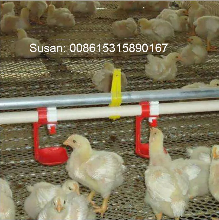 Broiler Feeding Line - Efficient Poultry Feeders & Drinkers
