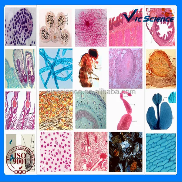Medical Science Animal Tissue Prepared Slides Set With 100pcs Histology ...