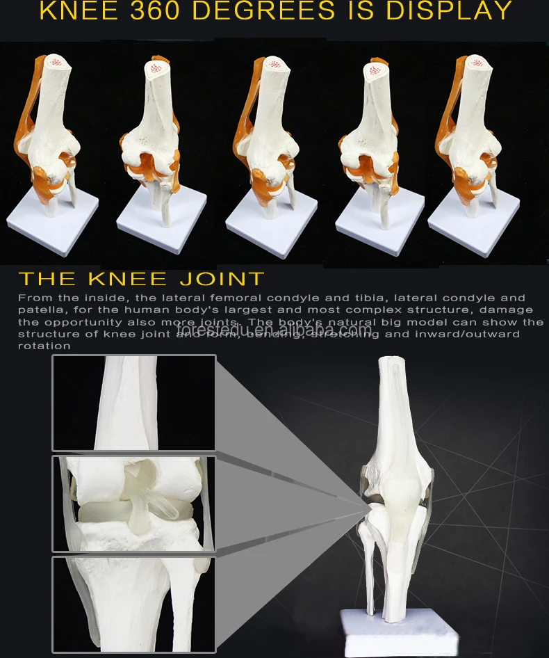 Human Knee Ligaments Model - FRT029 for Medical Training