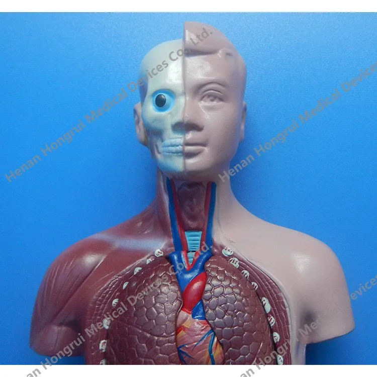 42cm 18 Parts Human Body Anatomy Sexless Torso Model - Buy Anatomical ...