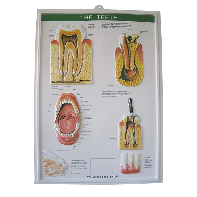 3d Anatomical Wall Map Of Digestive System Medical Anatomical Flip ...