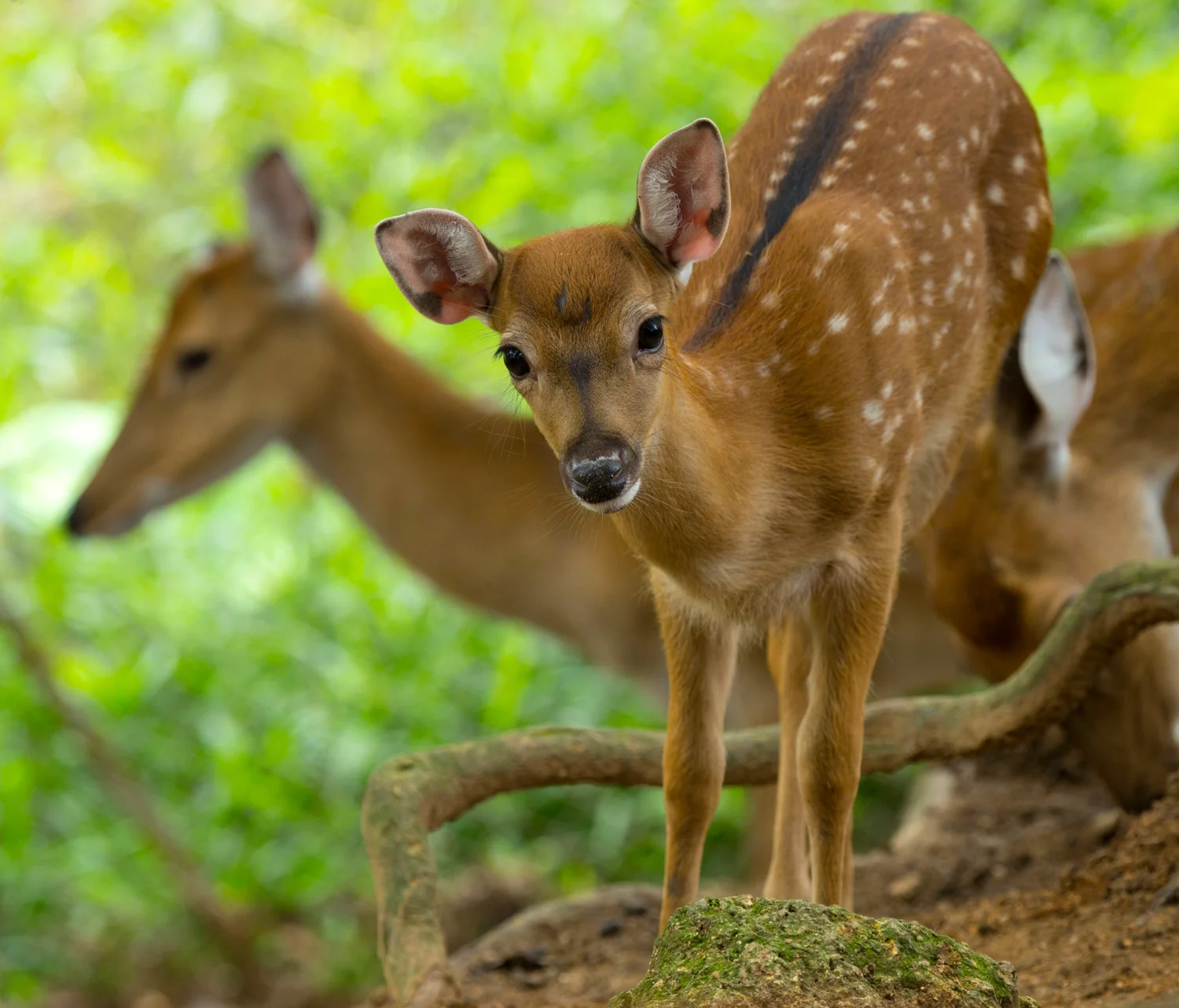 New Wirless Hunt Camera Traps Wildlife Trap Seelock Camera Trap For ...