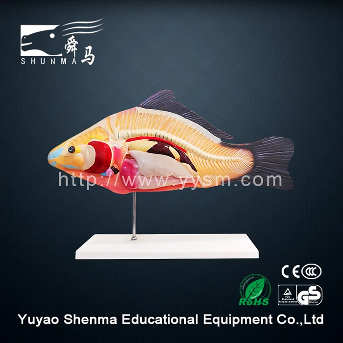 Life Size Animal Model Rabbit Muscle Scientific Research Animal ...