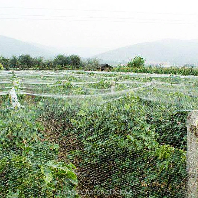 Polyethylene Citrus Netting Anti-pollination Bee Netting - Buy ...