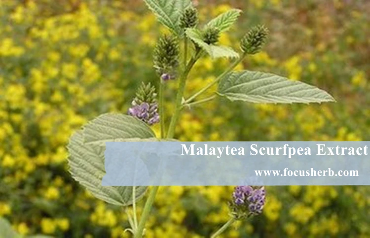 Best Price Bulk 90% Bakuchiol Psoralea Corylifolia Extract - Buy ...