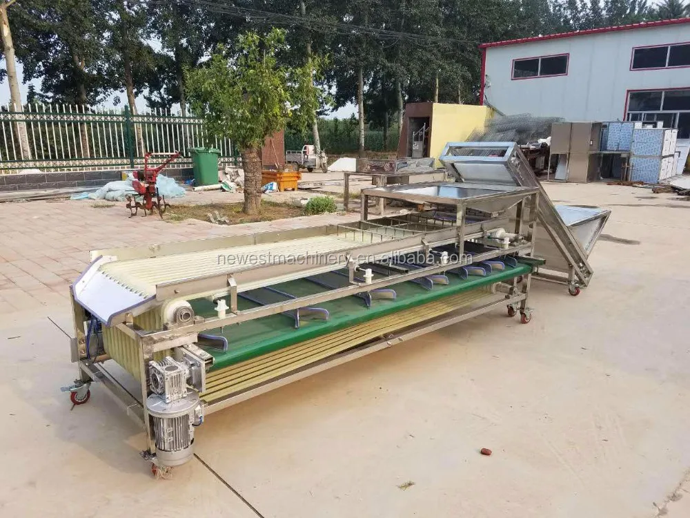 Easy Operation Dry Date Processing Machine/palm Dates Sorting Machinery ...
