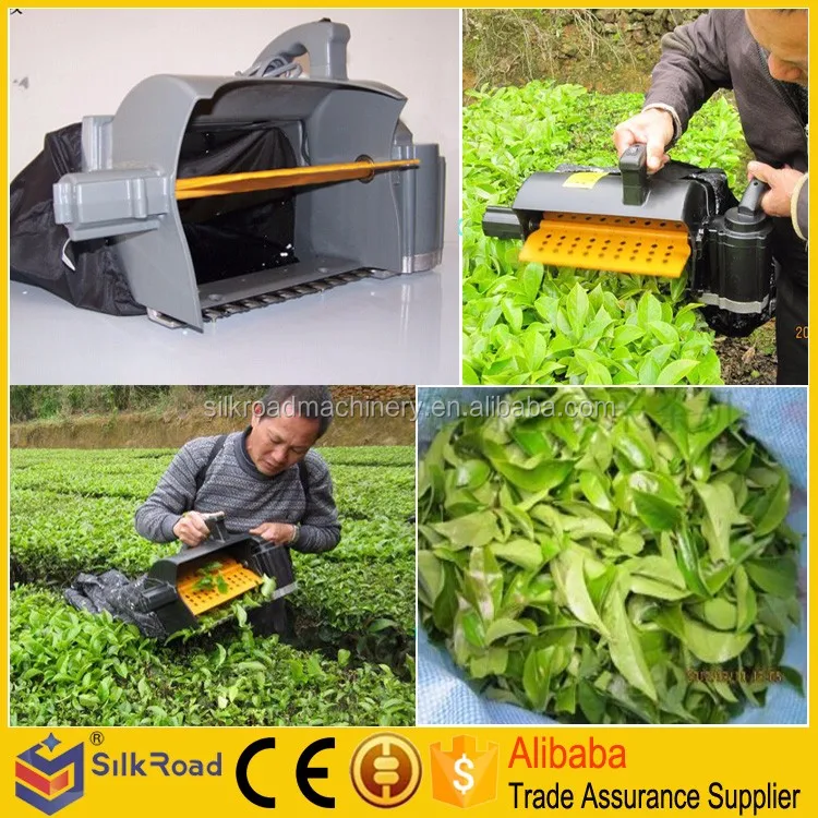 Large Stock Tea Leaf Harvesting Machine - Buy Tea Harvesting Machine ...