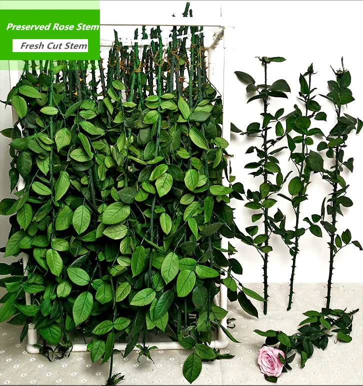 60cm Preserved Rose Stem With Leaves Real And Fresh Rose - Buy High ...