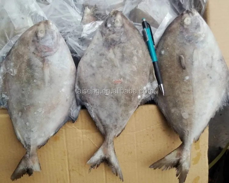 Whole Round Frozen Black Pomfret Fish - Nutritious & Versatile