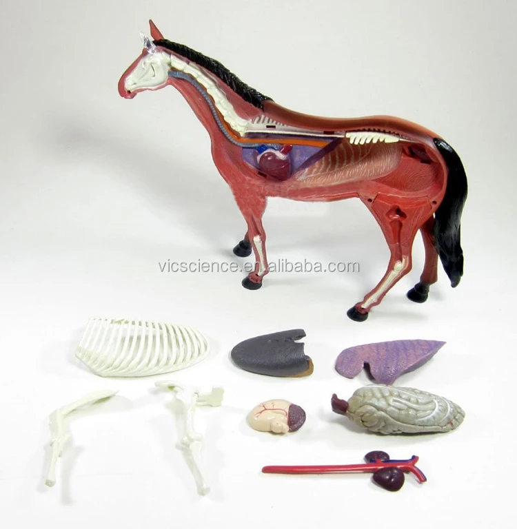 Hot Selling 4d Plastic Horse Muscle Skeleton Model/anatomical Models ...