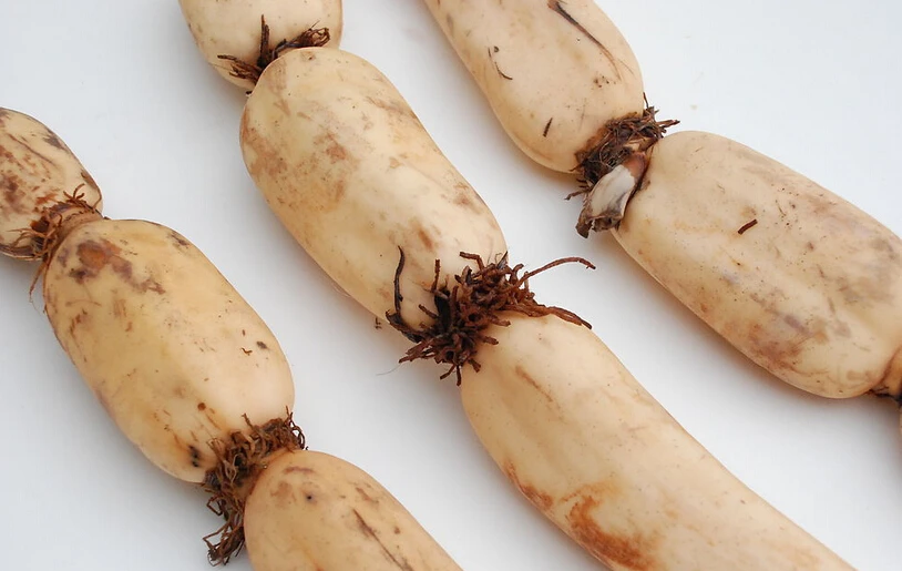 High Quality&natural Lotus Rhizome Node Extract,Nodus Rhizomatis Loti ...