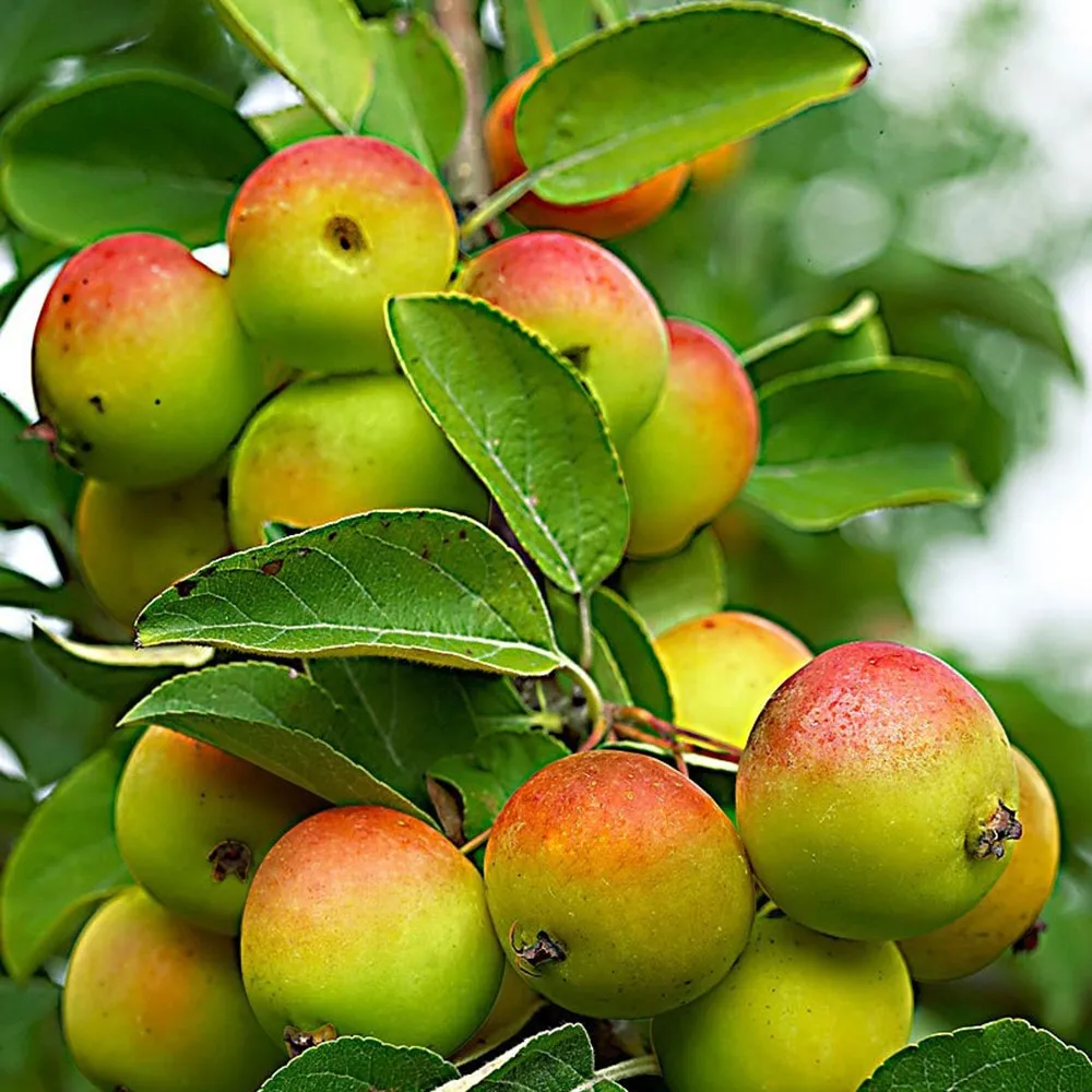 Full Sun Up To 100cm Height Gala Apple Dwarf Sapling Malus Pumila - Buy ...