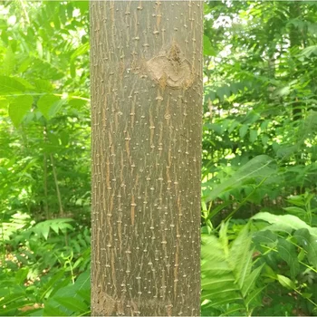 Beautiful Flower Empress Splendor Paulownia Tree With Highly Adaptable ...