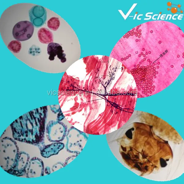 Medical Science Parasitology Students Study Prepared Medical ...