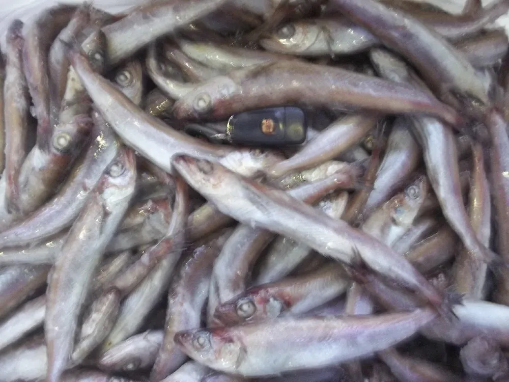 Blauem wittling- lirio- merlan bleu- bacaladilla- micromesistius ...