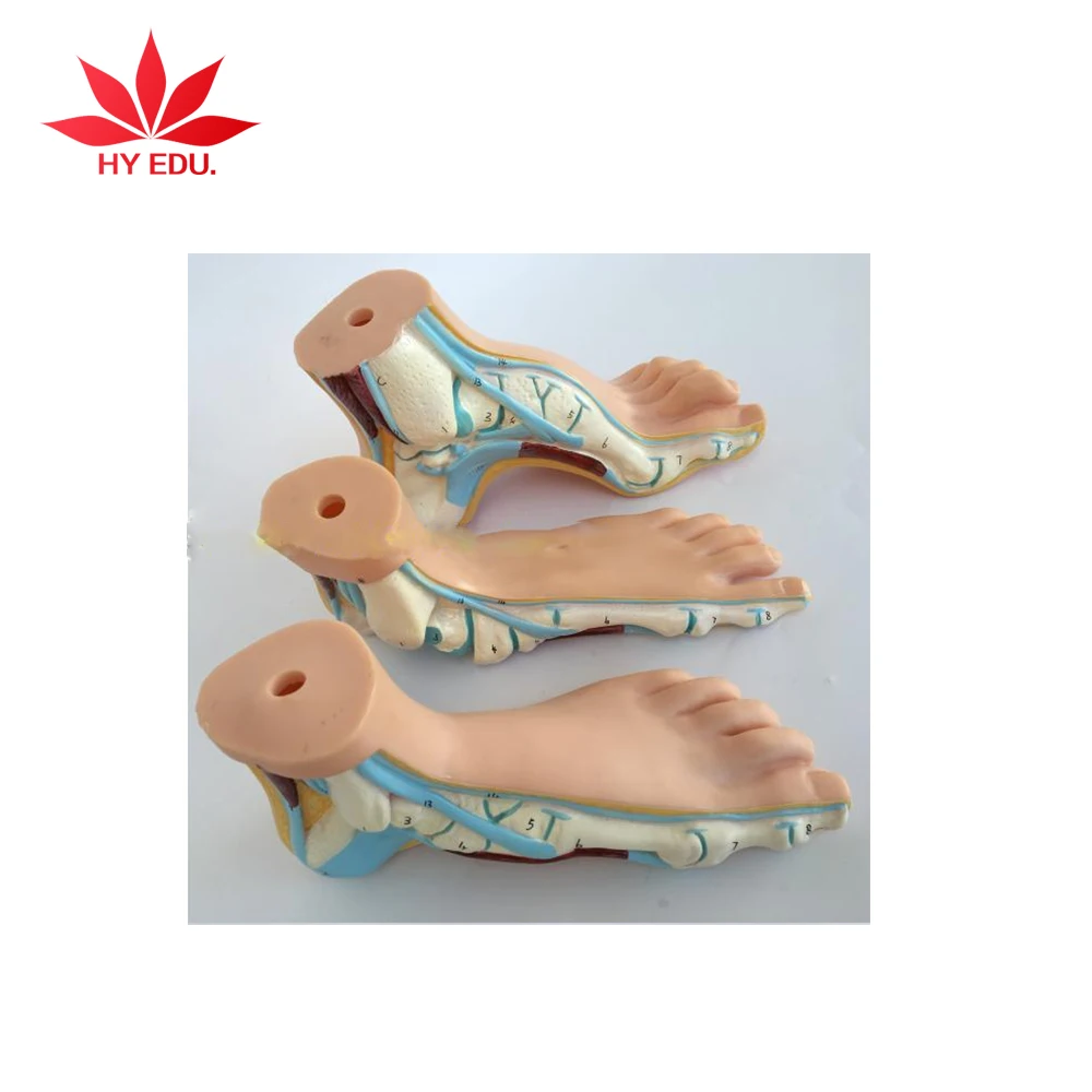 Learning Human Foot Arch Anatomy 3d Model - Buy Human Body Anatomy ...