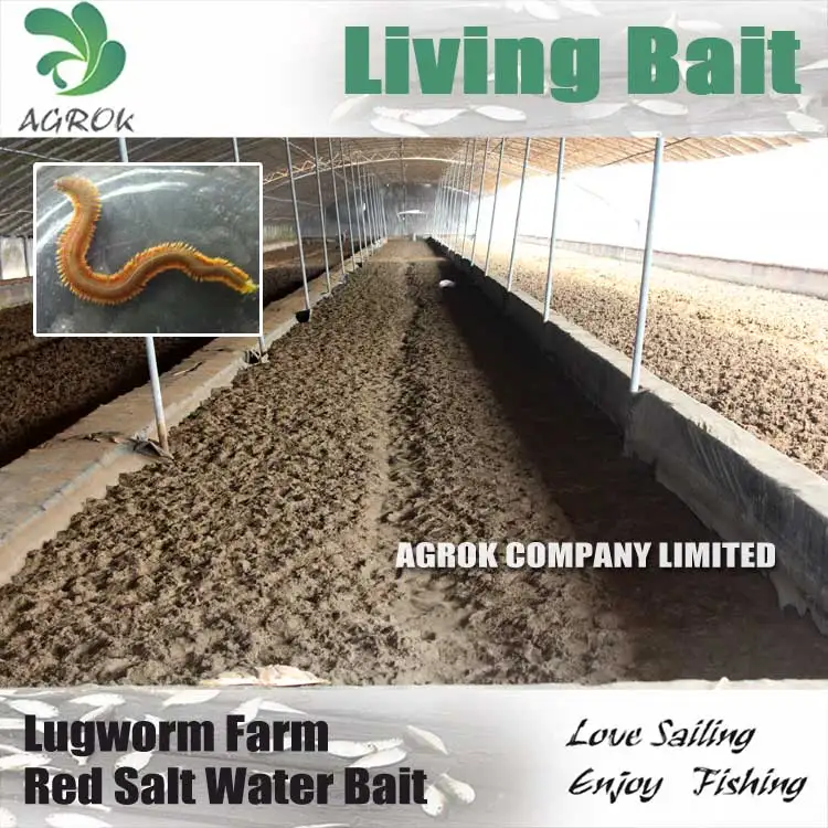 Fresh Live Blood Worm Fishing Bait Green Worm - Buy Red Worm,Living ...
