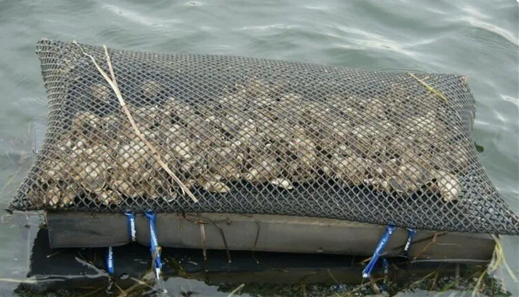 Spat Collector Mesh Bag - Efficient Oyster & Scallop Spat Bags