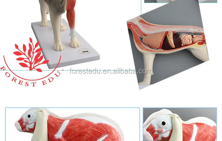 Animal Anatomical Models - Educational Medical Supplies