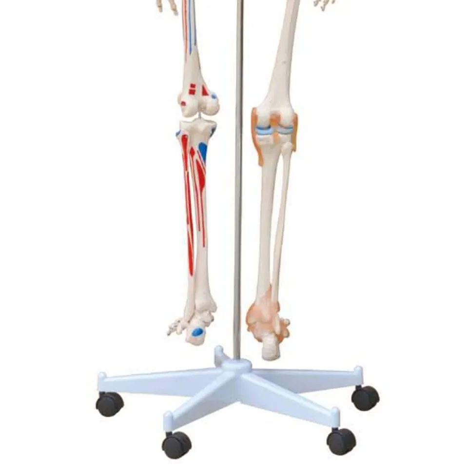 Skeleton Model With Colored Muscle And Ligament Of 180cm,Skeleton ...