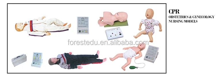 Human Bladder Anatomy Model - Female Pelvis Coronal Section