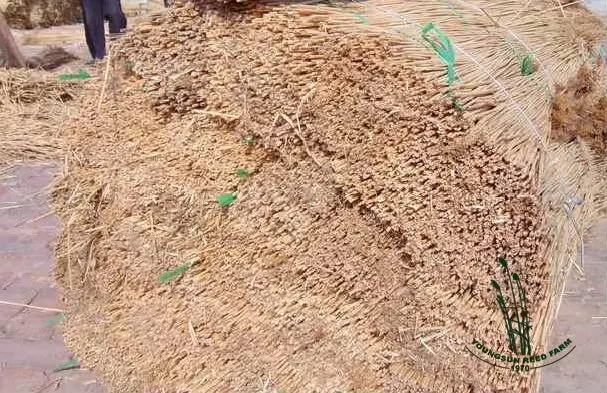 Water Reed - Durable, Golden Thatching Solutions