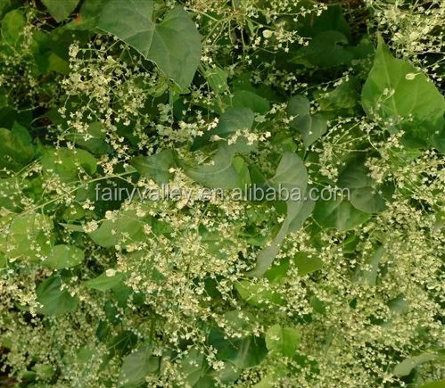 High Germination Rate Polygonum Multiflorum Seeds,Fallopia Multiflora ...