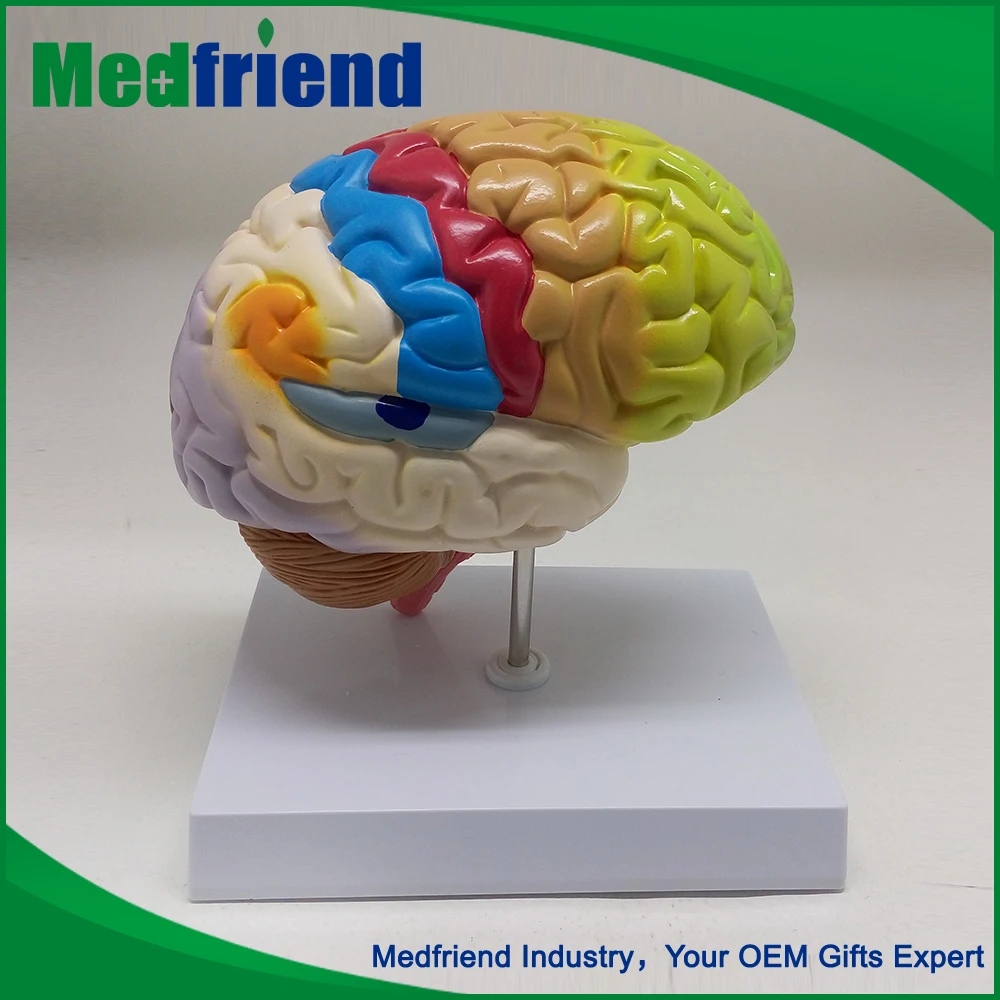 Mfm002 Hot Sale Top Quality Best Price Anatomical Plastic Brain Models ...