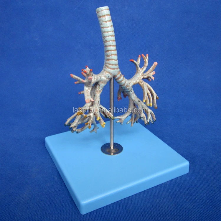 Vivid Anatomical Bronchial Tree Model 26 Positions Marked Trachea ...