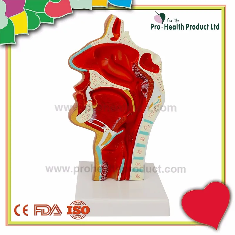 1 1 Human Ent Oral Nasal Cavity Throat Anatomical Medical Pathology
